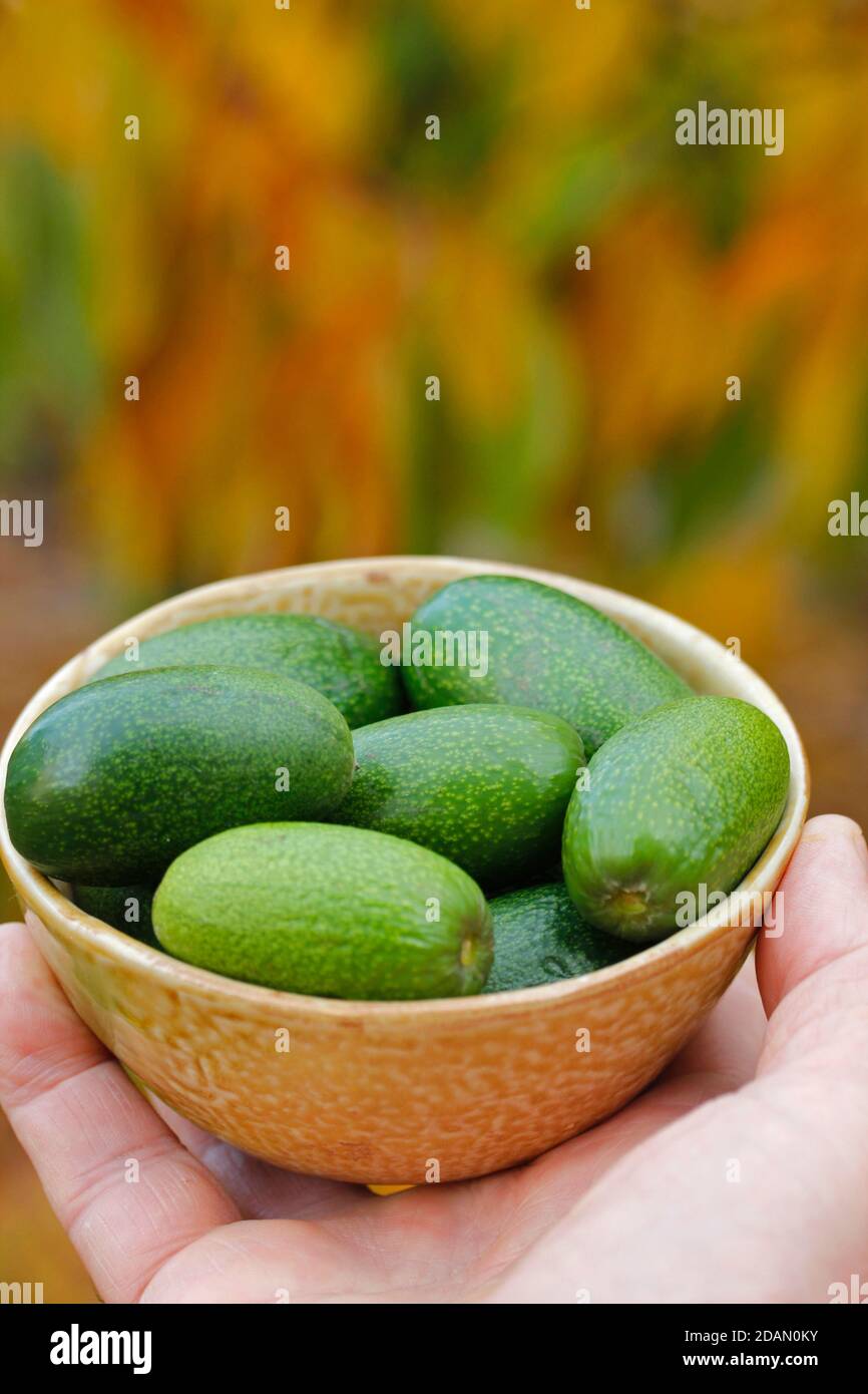 Mini avocado hi-res stock photography and images - Alamy