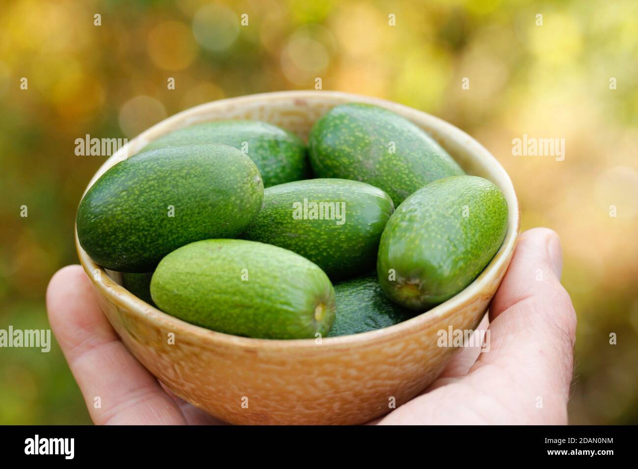 Mini avocado hi-res stock photography and images - Alamy