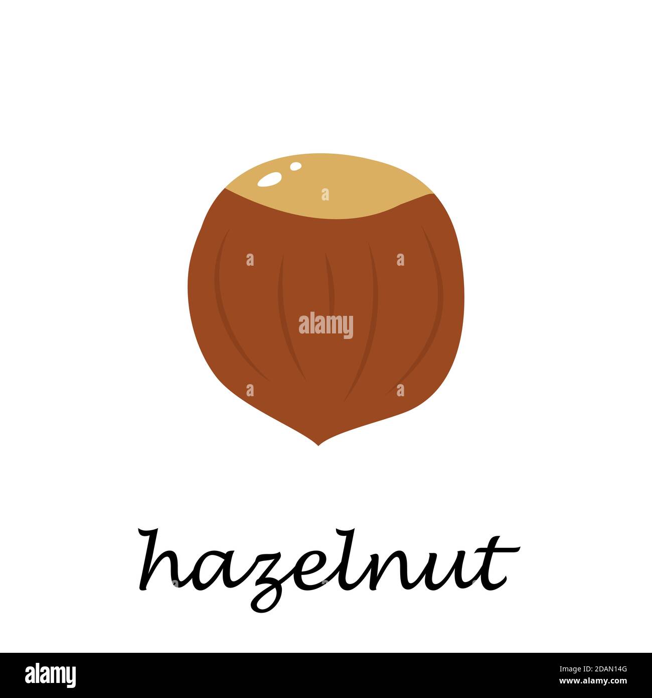 Hazelnut on white background in cartoon style Stock Vector Image & Art ...