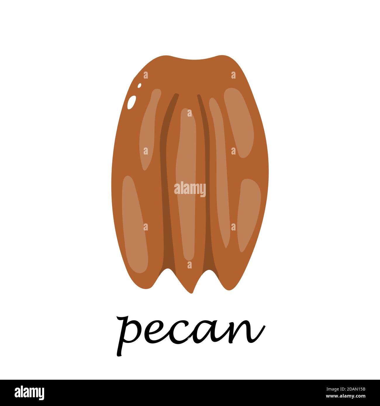 Pecan on white background in cartoon style Stock Vector Image & Art - Alamy