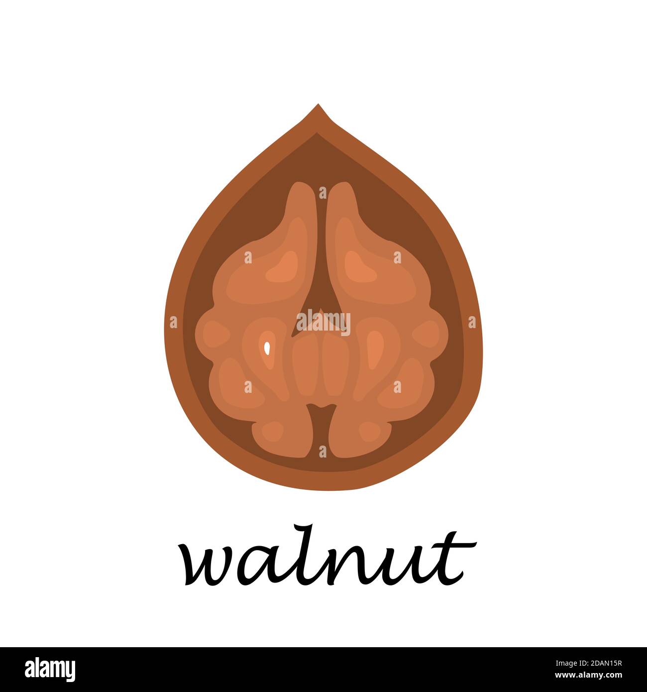 Walnut on white background in cartoon style Stock Vector Image & Art ...