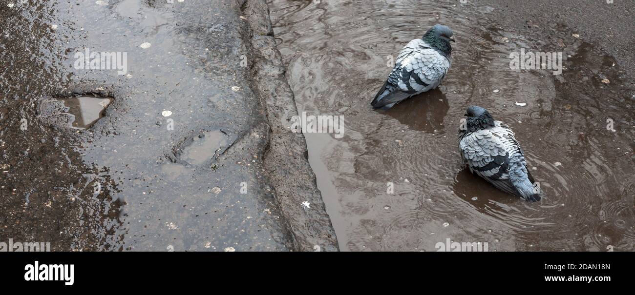 Rainy day. Wet pigeon in puddle of water Stock Photo - Alamy