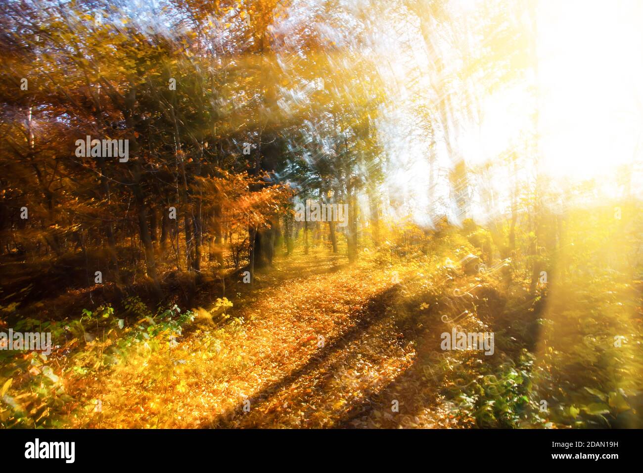 Abstract blurred autumn forest in sunlight. Nature background Stock ...