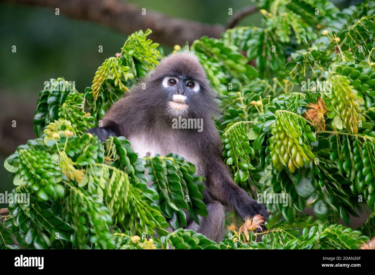 Monkey orange fruit black hi-res stock photography and images - Alamy