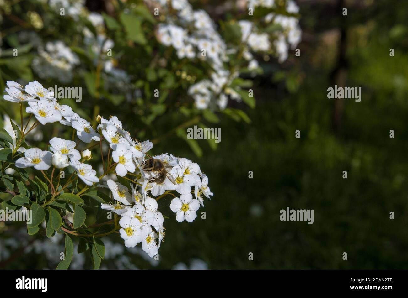 Spiraea sp hi-res stock photography and images - Alamy
