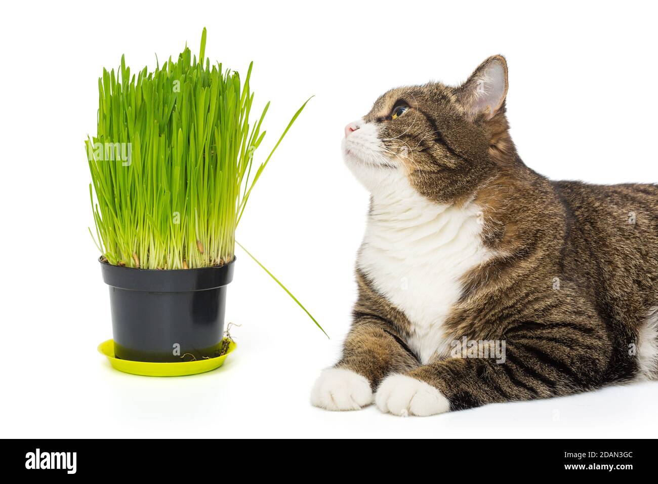 Cat grass plant hi-res stock photography and images - Alamy