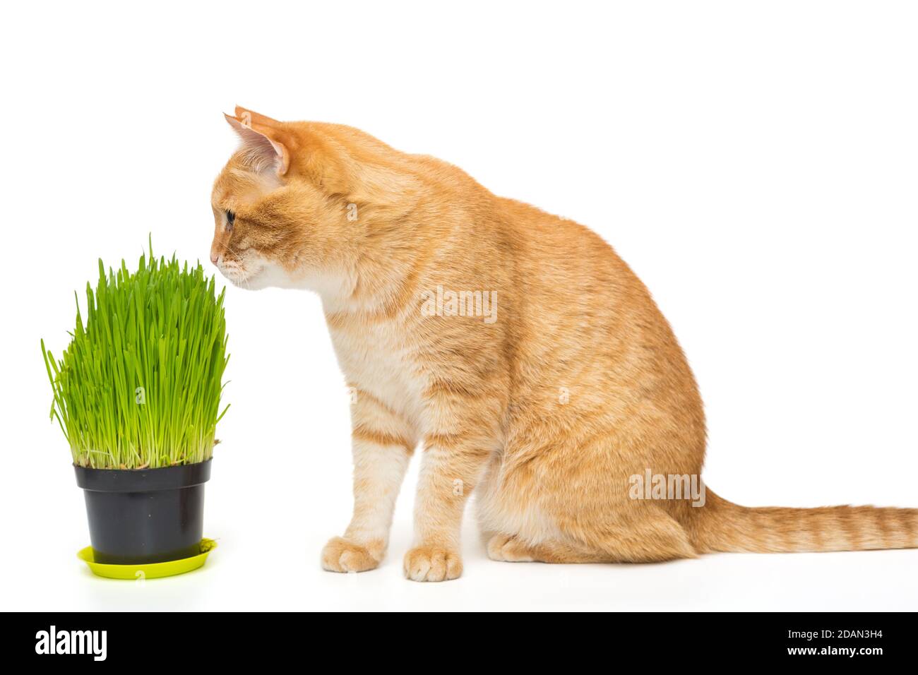 Ginger cat grass Cut Out Stock Images & Pictures - Alamy