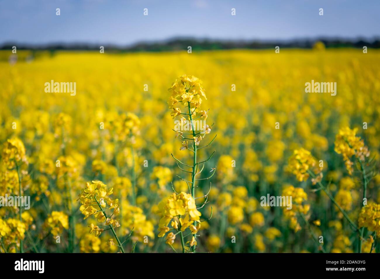 Rapeseed oil rich seed hi-res stock photography and images - Alamy