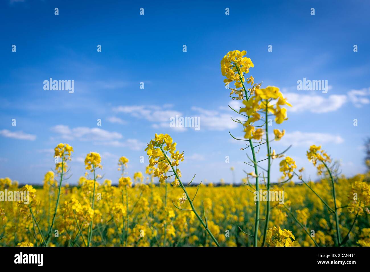 field of yellow flowers in spring Stock Photo - Alamy