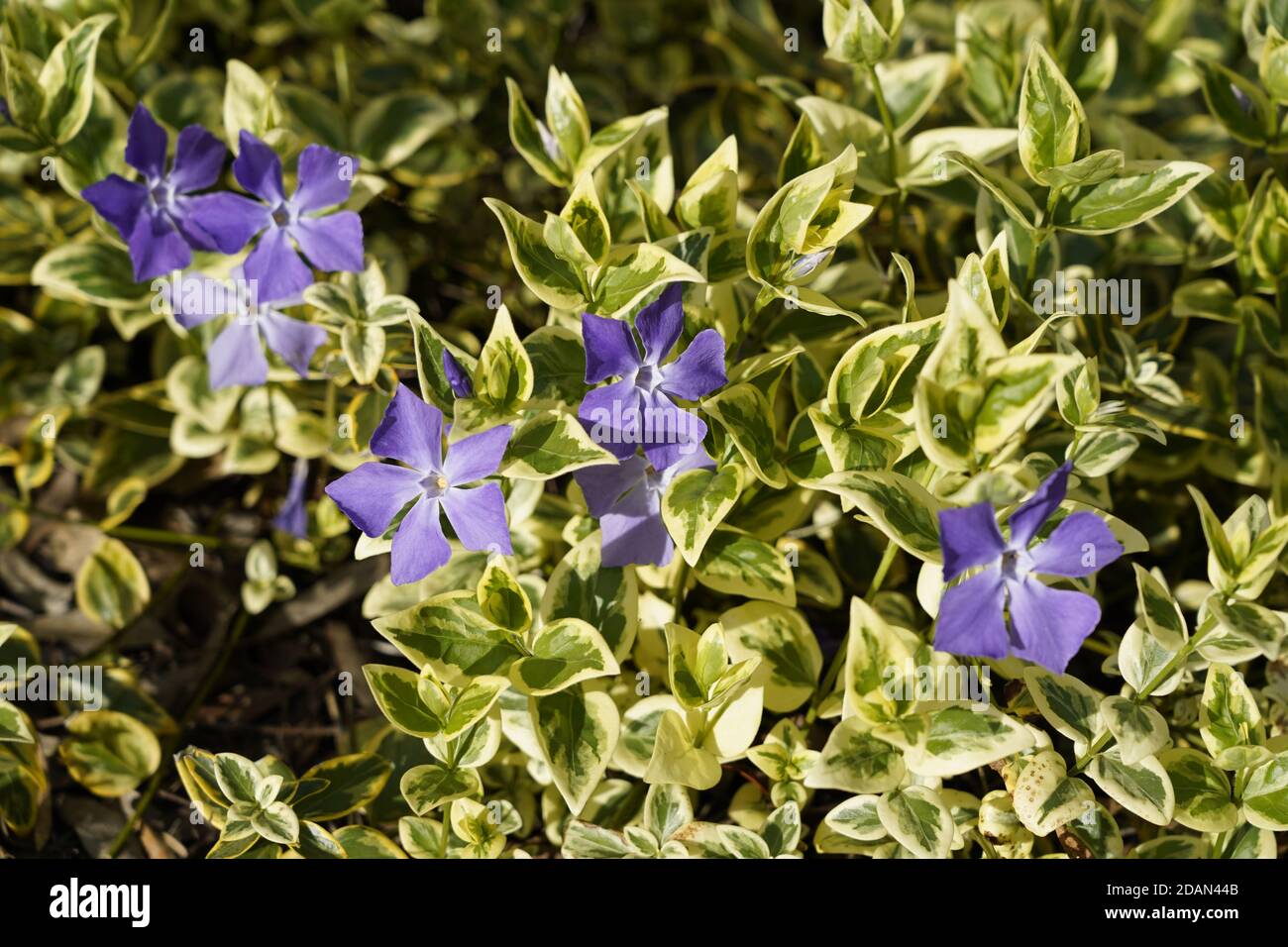 variegated, evergreen shrub the greater periwinkle with beautiful Large ...