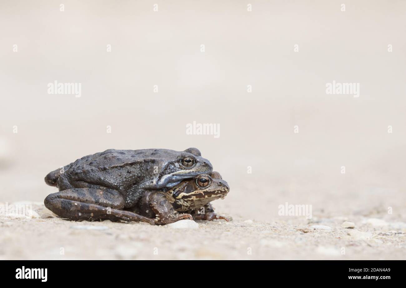 Frog in car hi-res stock photography and images - Alamy