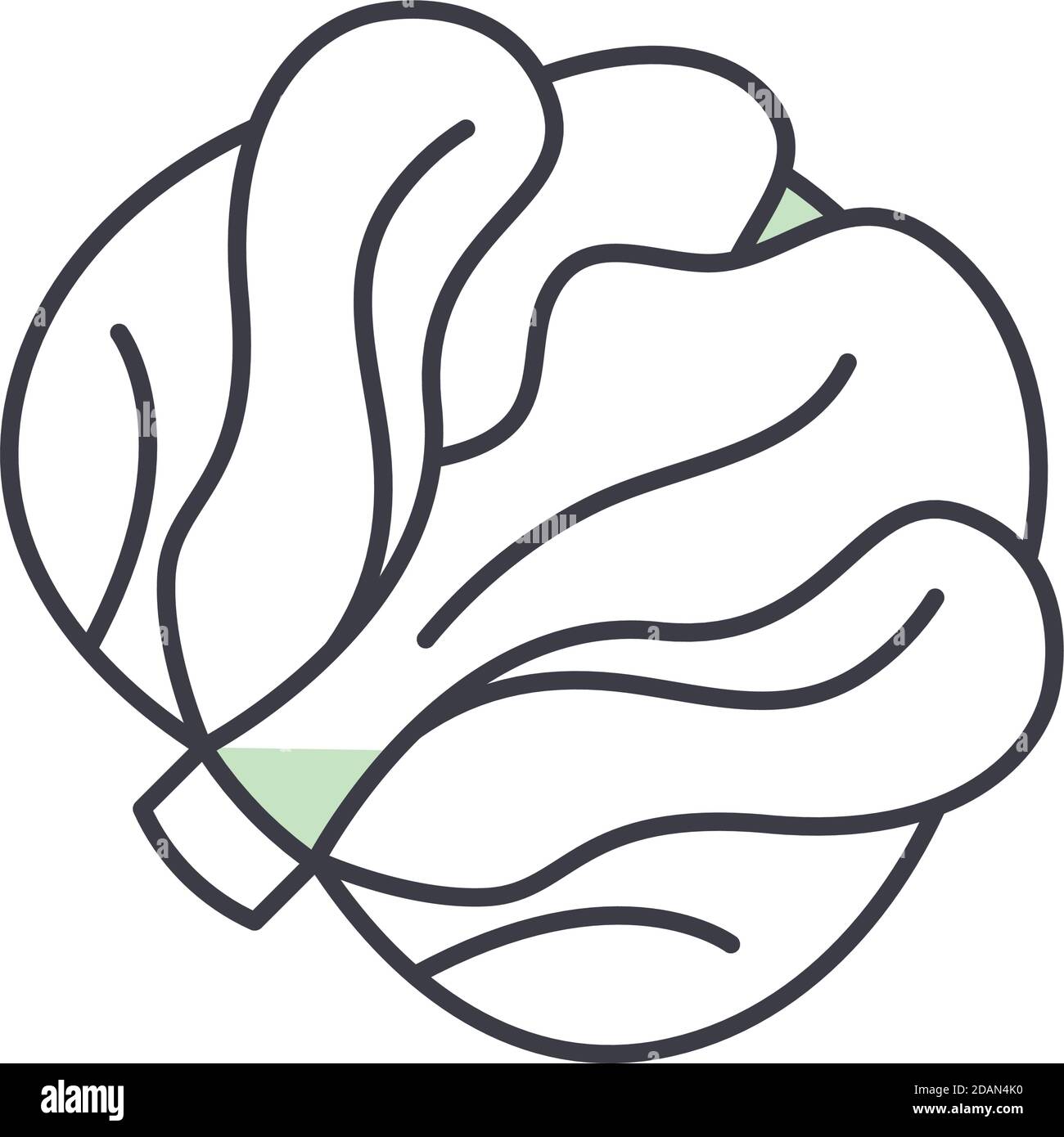 Cabbage icon, linear isolated illustration, thin line vector, web ...