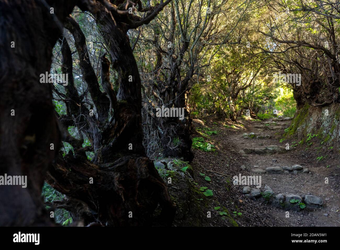 Hiking route on Gomera Garajonay National Park Stock Photo - Alamy