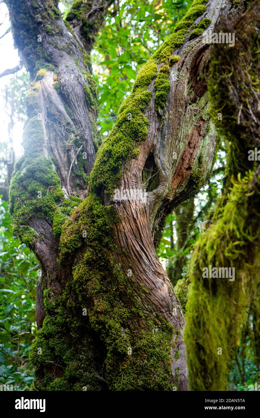 Laurel tree in the cloud forest hi-res stock photography and images - Alamy