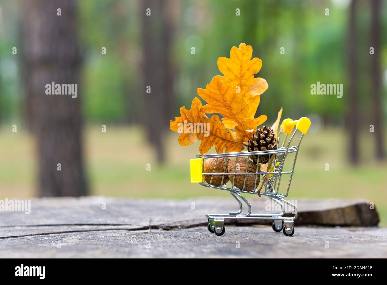 Miniature shopping cart with walnuts, a pine cone and oak leaves ...