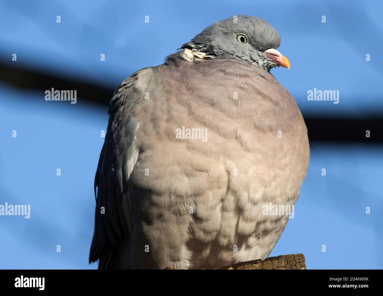 The Wood Pigeon is the largest of the family in Europe. They are common ...