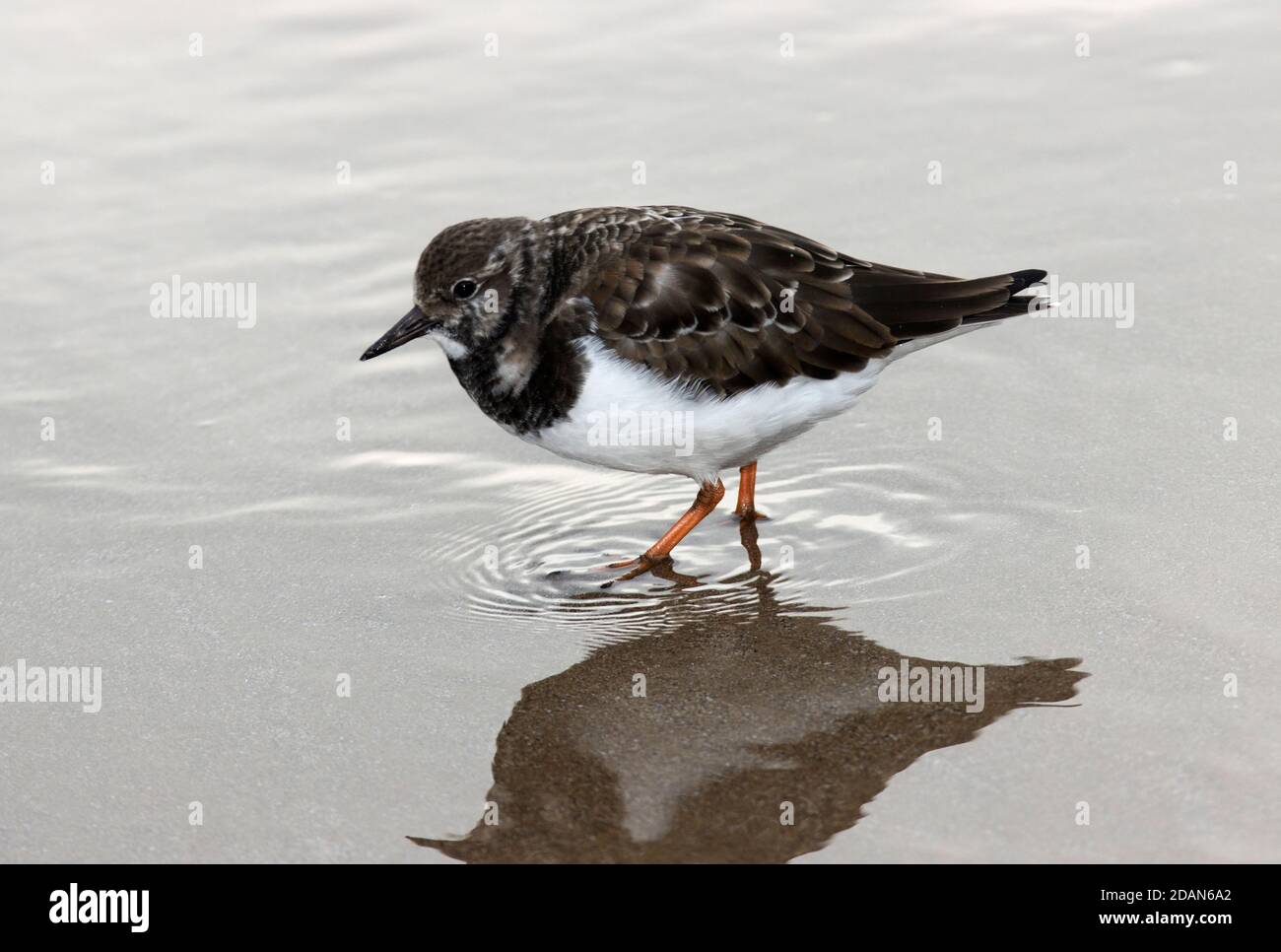 Omnivore dinosaurs hi-res stock photography and images - Alamy