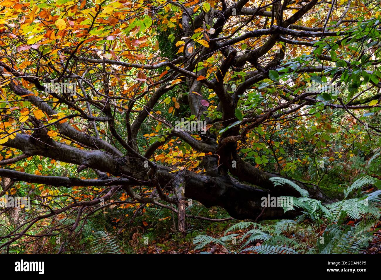 Autumn fauna hi-res stock photography and images - Alamy