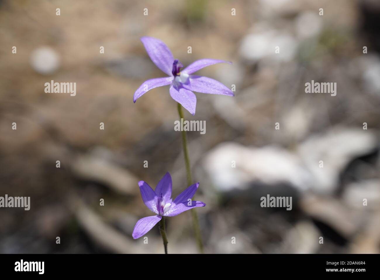 Beautiful delicate eastern tiny blue china orchid from eastern ...