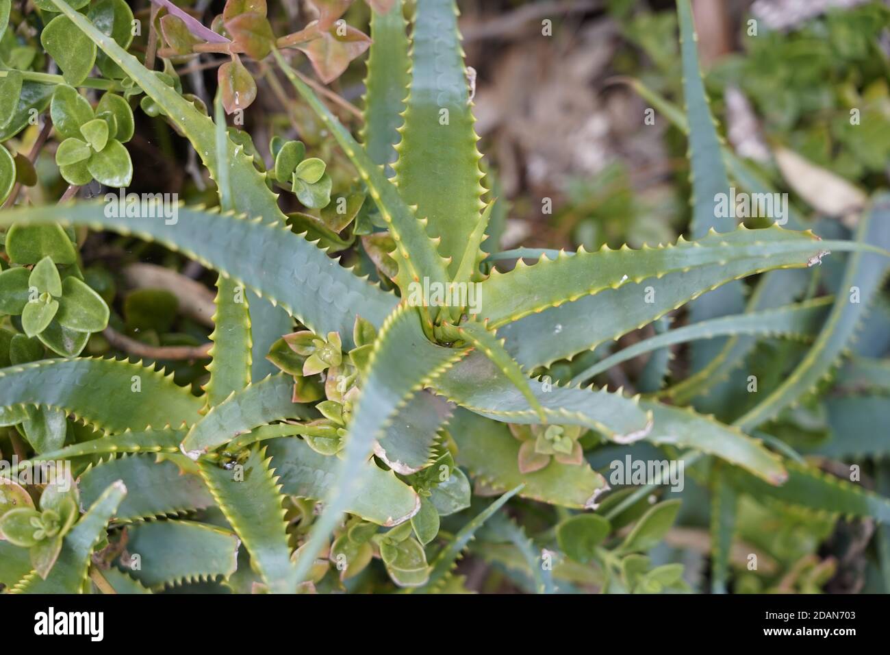Wild Aloe Vera High Resolution Stock Photography and Images - Alamy