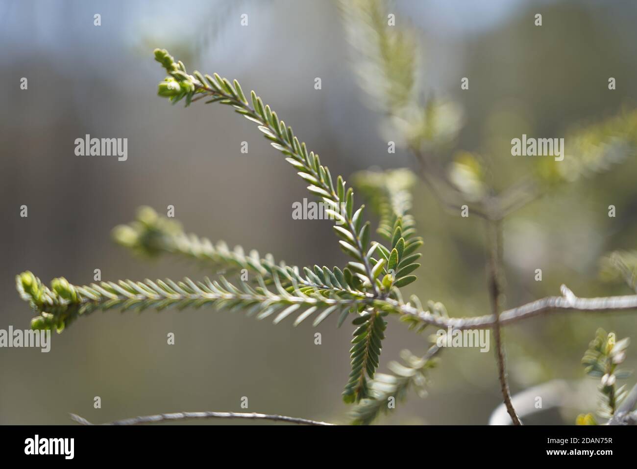 Young tree fern leaves like strands on DNA Stock Photo - Alamy