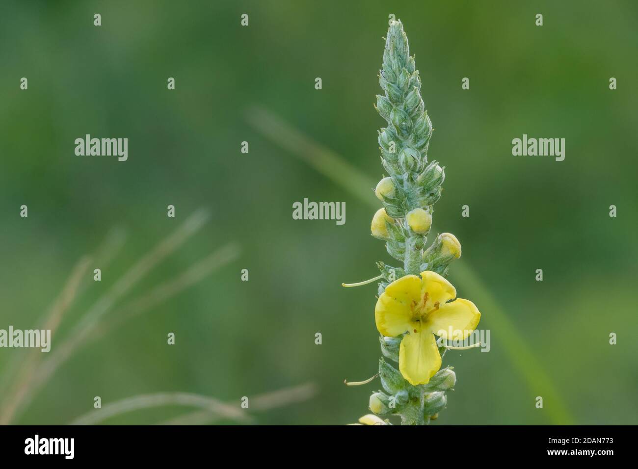 Common mullein hi-res stock photography and images - Alamy