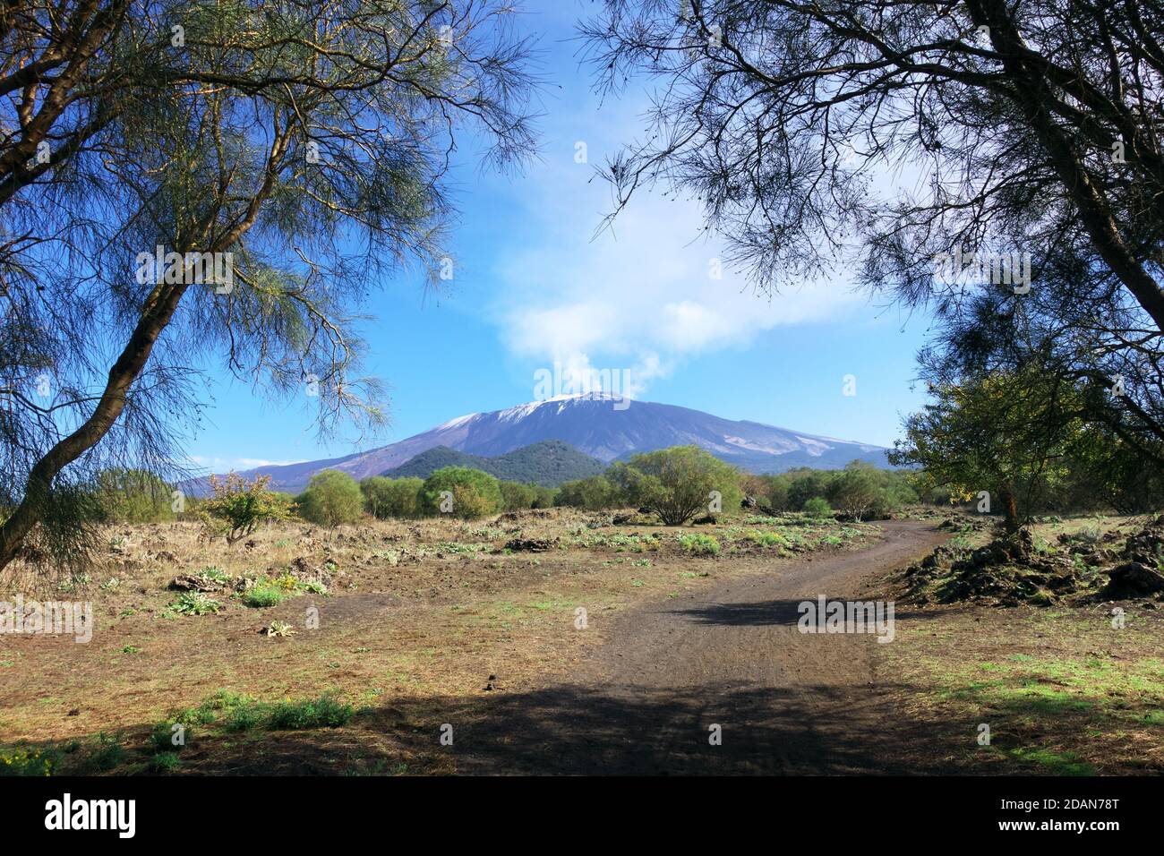 broom trees frames view of smoke from central craters of Etna Volcano a ...