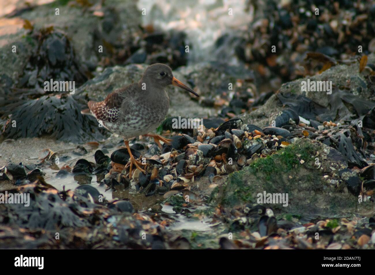 Wader bird hi-res stock photography and images - Alamy