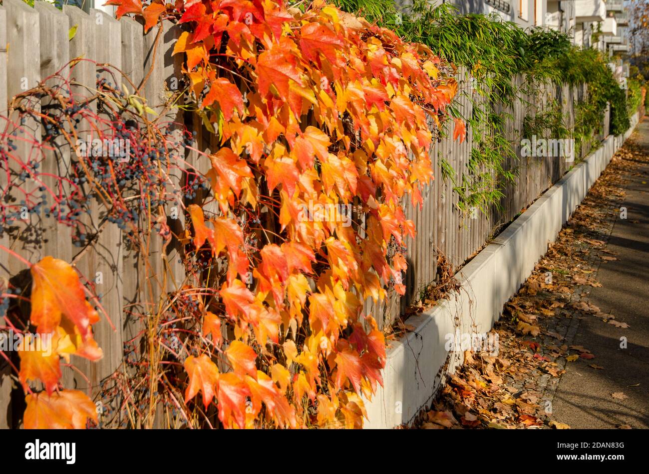 autumn leaves on a garden fence Stock Photo - Alamy