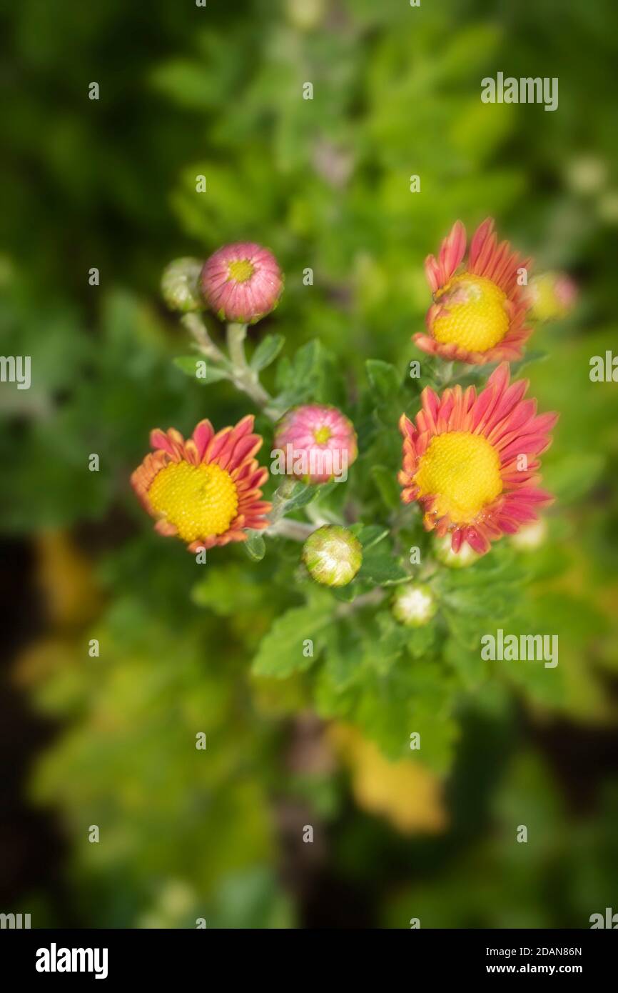 Chrysanthemum Perry’s Peach buds flowers and foliage, close up natural ...