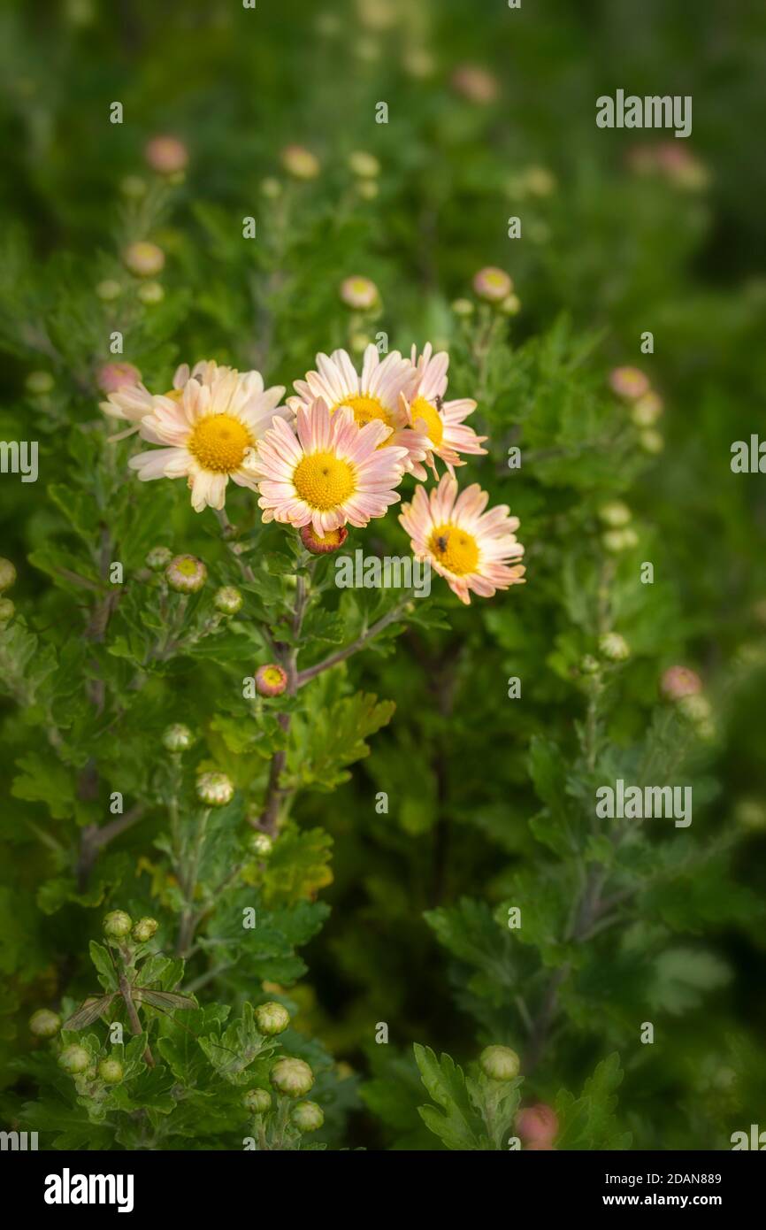 Chrysanthemum Perry’s Peach buds flowers and foliage, close up natural ...