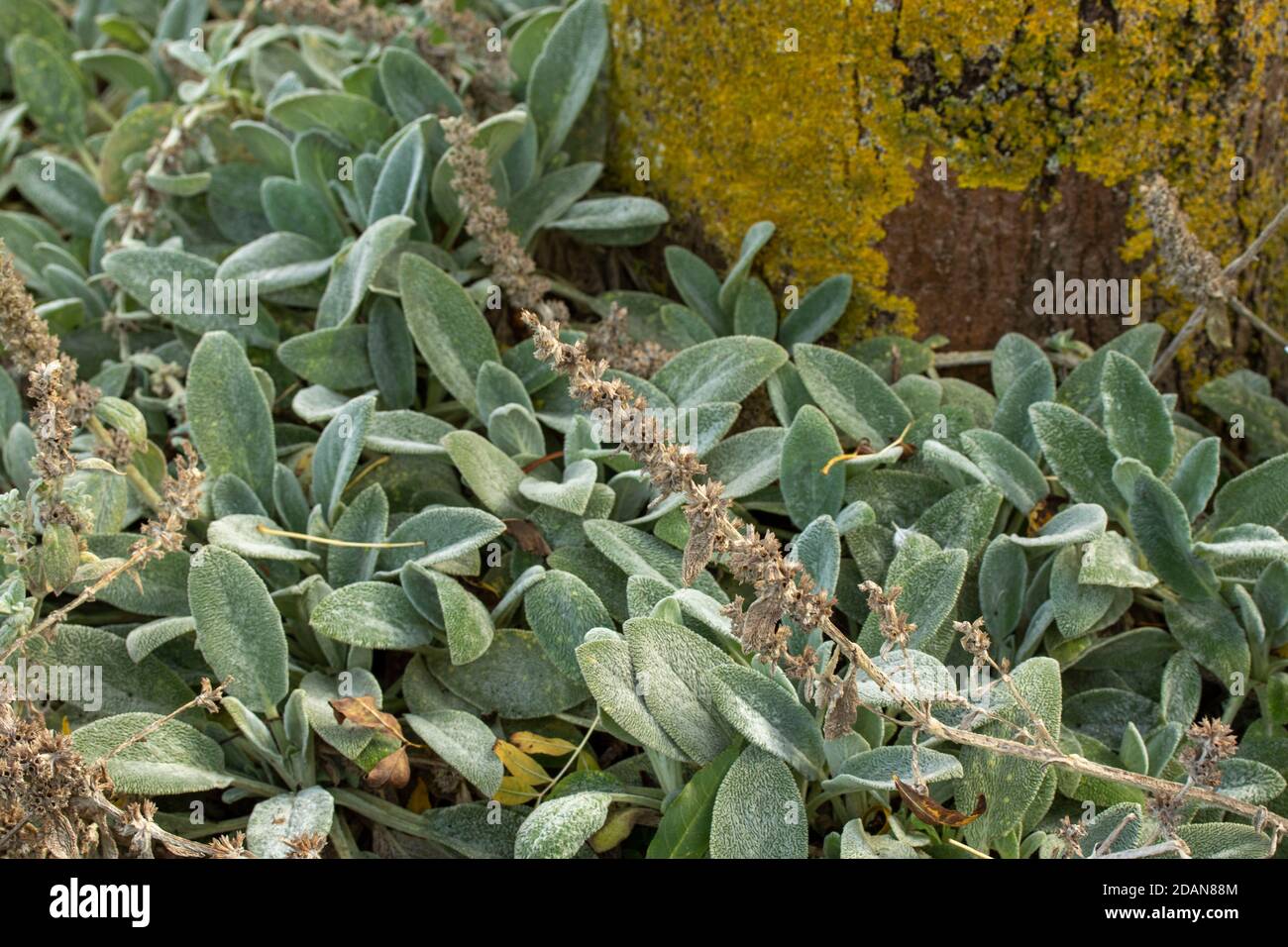 Stachys byzantine, lamb's-ear, close-up abstract of ground cover plants ...