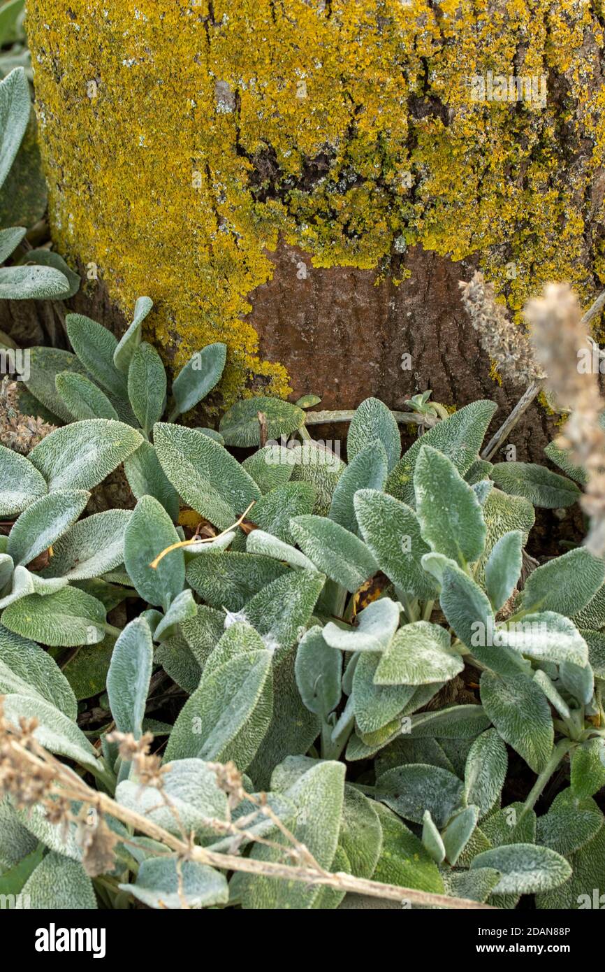 Stachys byzantine, lamb's-ear, close-up abstract of ground cover plants ...