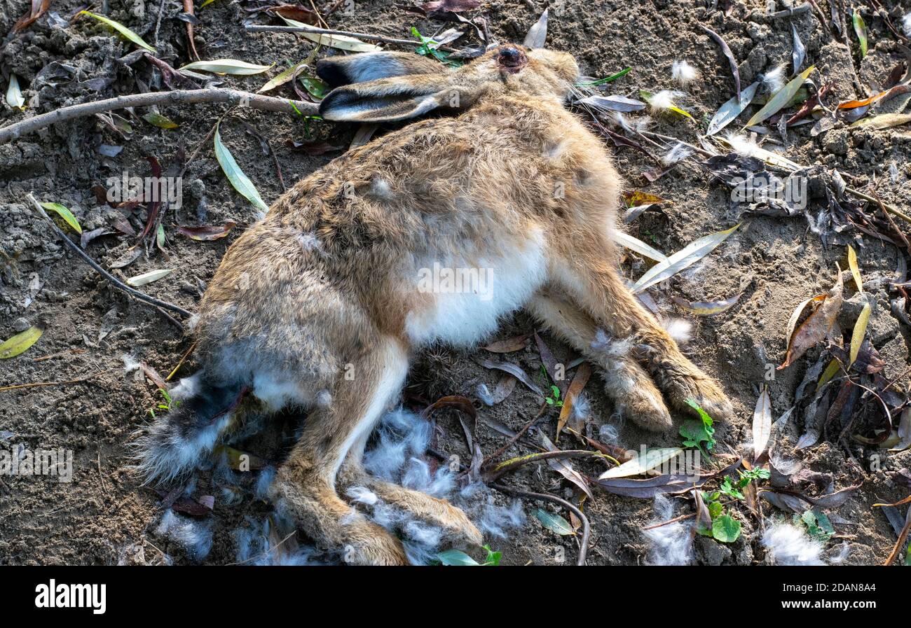 Rabbit rabbits dead death hi-res stock photography and images - Alamy