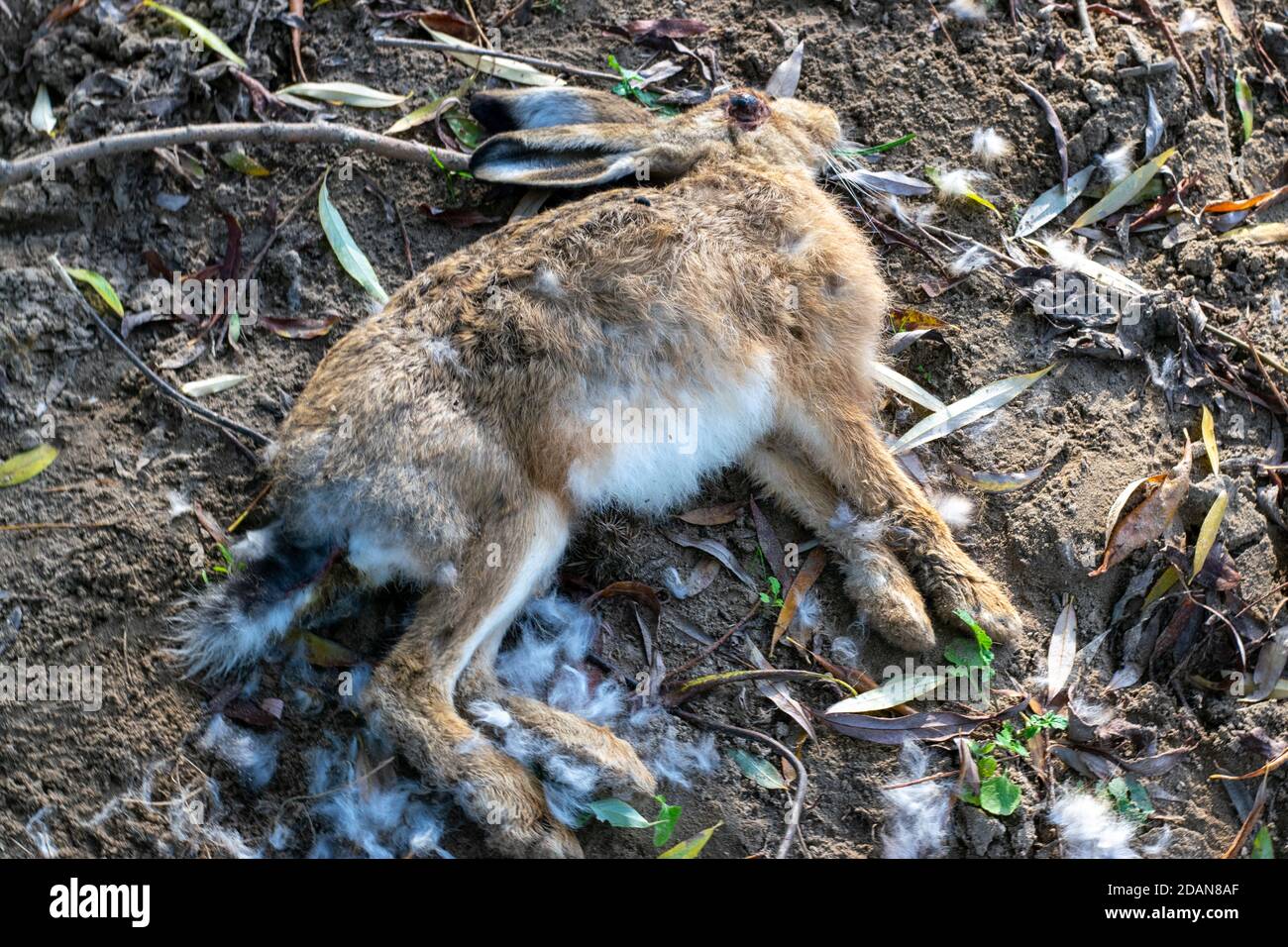 Rabbit rabbits dead death hi-res stock photography and images - Alamy
