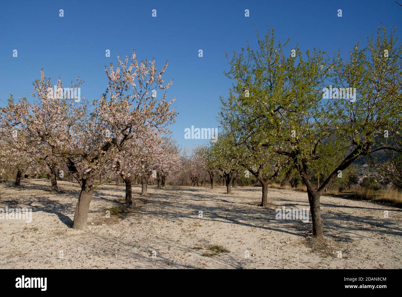 Almond trees with blossom and new leaves in February, Alicante Province ...