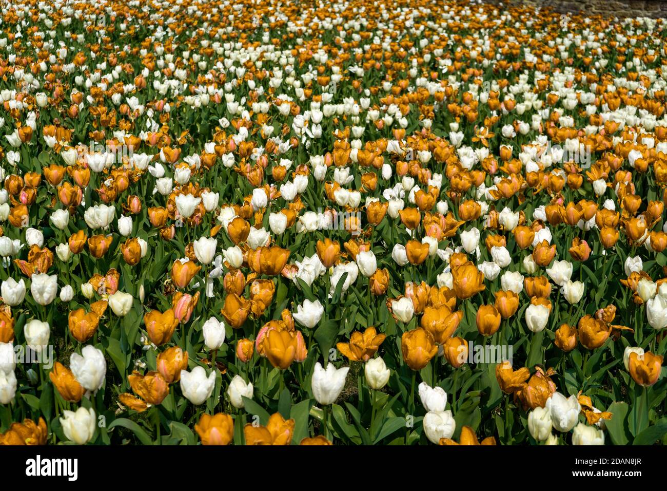 Field Of Yellow Roses Field Of Yellow Roses Hi Res Stock Photography
