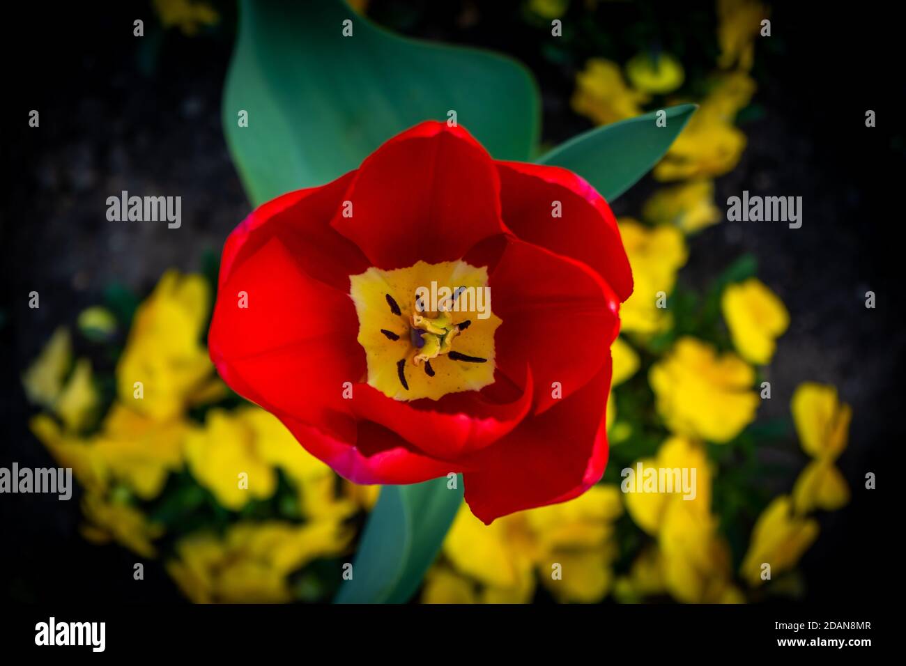 red tulip close up from above Stock Photo - Alamy
