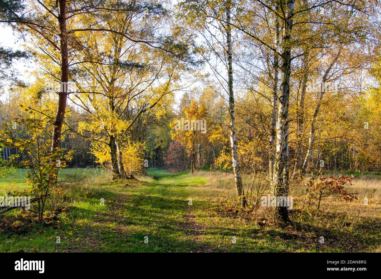 an autumn walk in the countryside in golden light Stock Photo - Alamy