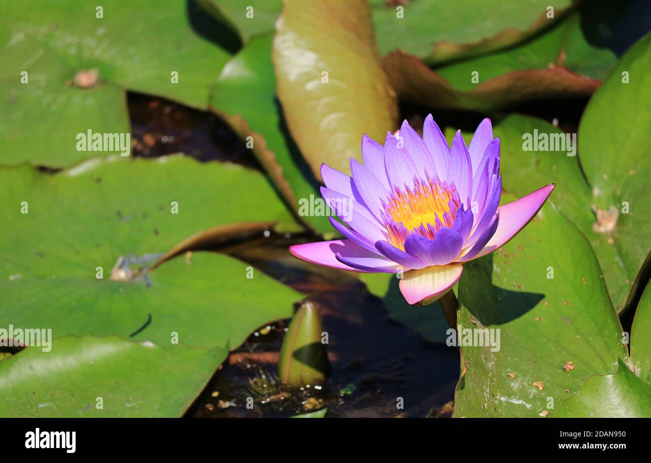 Vibrant purple lotus flower hi-res stock photography and images - Alamy