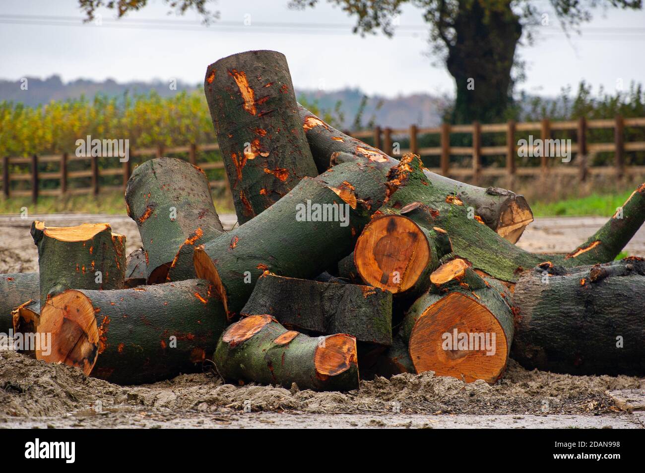 Hs2 cut down trees hi-res stock photography and images - Alamy