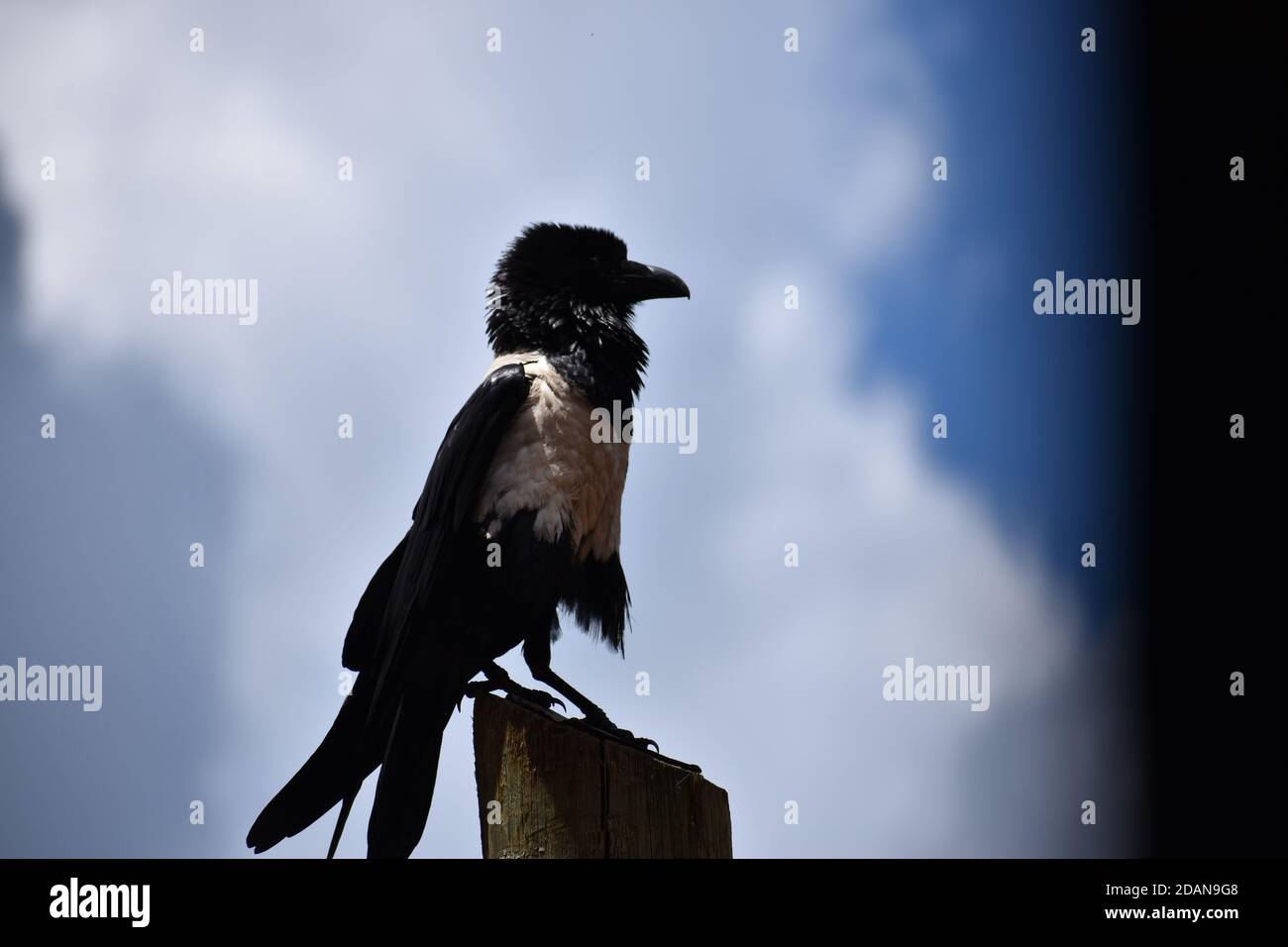 Crow on a Pole Stock Photo - Alamy