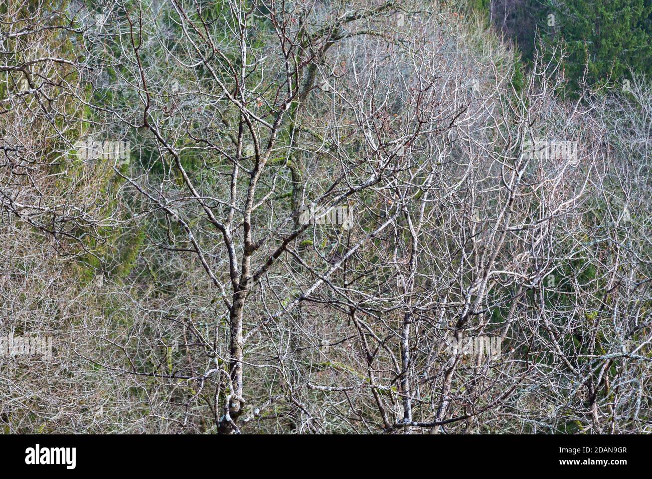 Deciduous forest with no leaves Stock Photo - Alamy