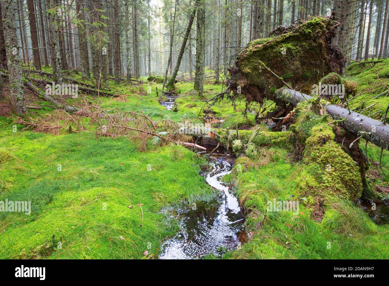 Fallen trees in the forest by a creek Stock Photo - Alamy