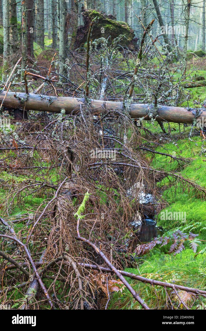 Fallen spruce tree over the stream in the forest Stock Photo - Alamy