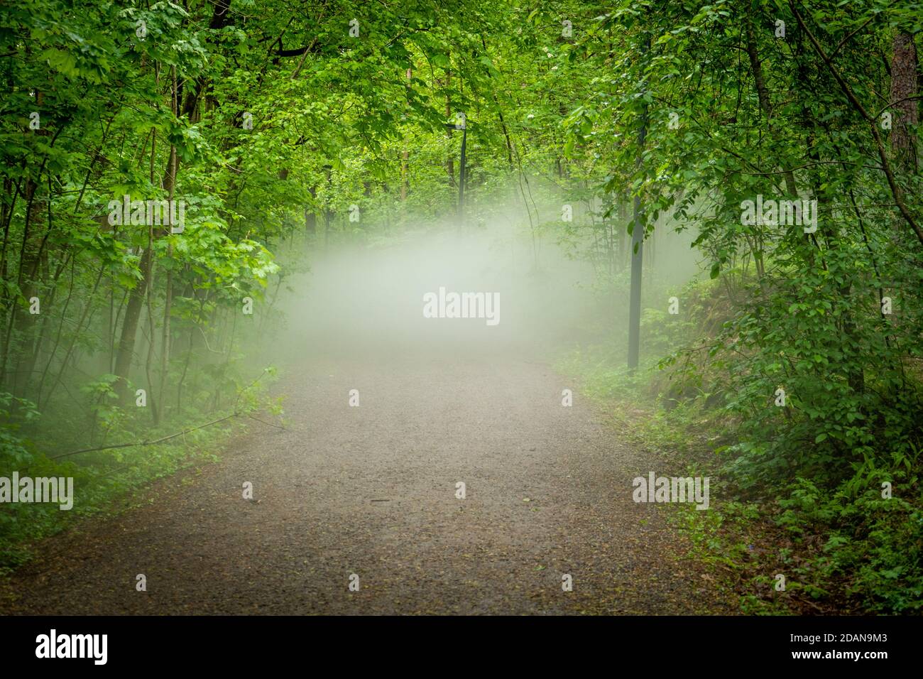 morning walk through misty forest Stock Photo - Alamy