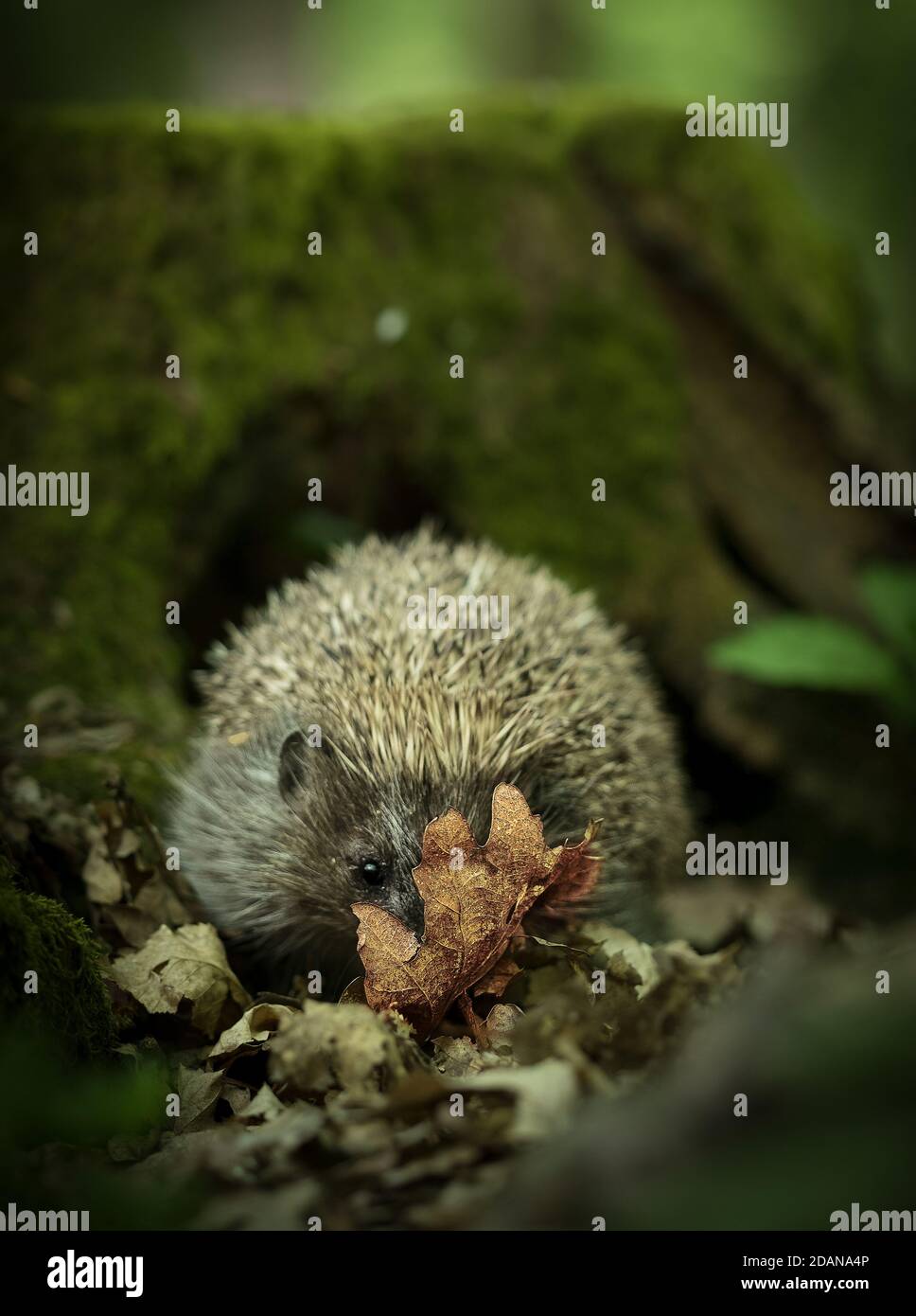 Hedgehog hide hi-res stock photography and images - Alamy