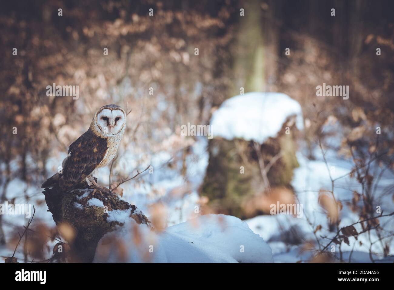 Barn owl pair hi-res stock photography and images - Alamy
