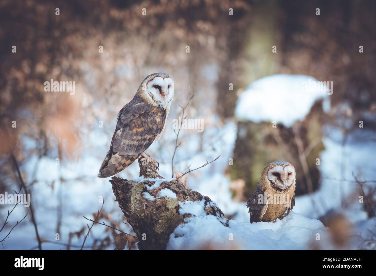 Barn owl pair hi-res stock photography and images - Alamy