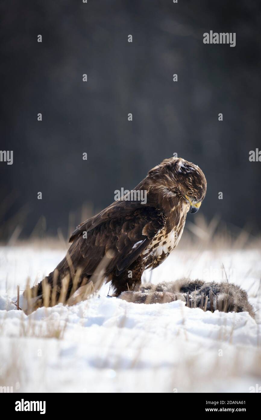 Bowing down hi-res stock photography and images - Alamy